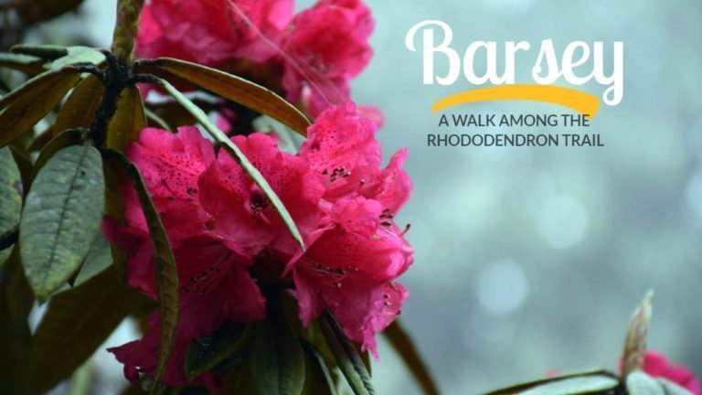 A trek through the Varsey Rhododendron Sanctuary | Tale of 2 Backpackers