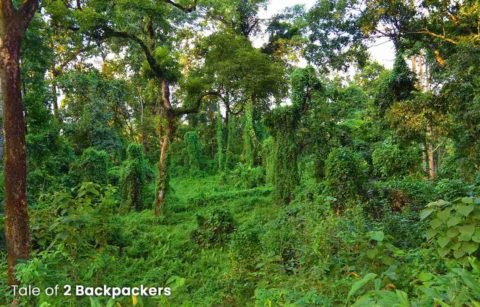 Buxa Tiger Reserve and Jayanti - A trip to Wilderness in Dooars | T2B
