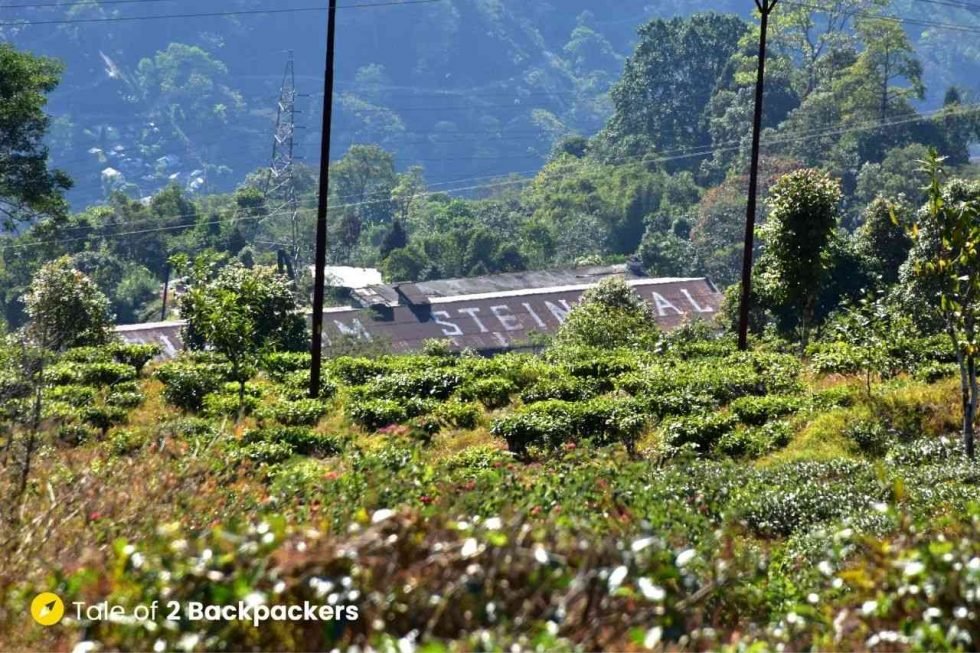 Singtom Tea Estate and Resort, Darjeeling - of Tea Gardens ...