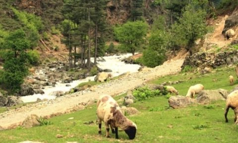DOODHPATHRI, Trip to the Valley of Milk in Kashmir | Tale of 2 Backpackers