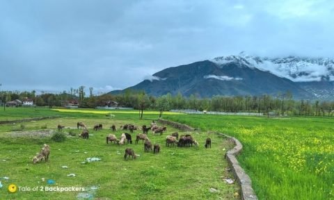 DOODHPATHRI, Trip to the Valley of Milk in Kashmir | Tale of 2 Backpackers