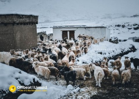 Changpa Tribe of Changthang, Ladakh - The Story of Pashminas | Tale of ...